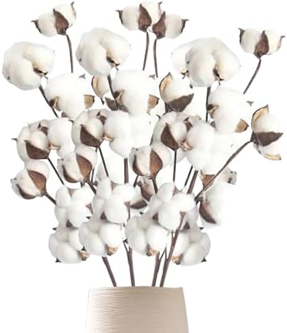 Amazon.com: CENGNIAN Natural Dried Cotton Stems for Home Decoration or ...