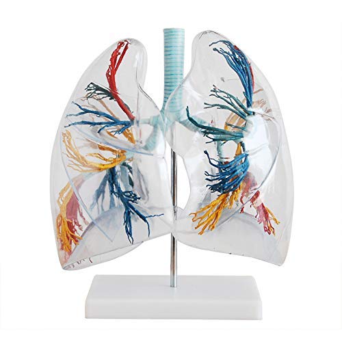 Buy Lung Anatomical Model, Transparent Human Model Segment Specimen ...