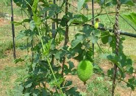 Spiny gourd seeds hybrid (Pack of 10) : Amazon.in: Garden & Outdoors