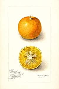 Amazon.com: Citranges - Carnagie - 1905 - Fruit Illustration Poster ...