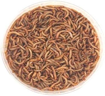 The Mealworm Company LIVEFOODS DIRECT Live Mini Mealworms Tub 55g ...
