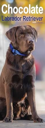 Chocolate Labrador Retriever Slim Calendar 2026 Dog Breed Slimline ...