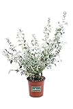 Camedrio (Teucrium chamaedrys) - Erbe Medicinali