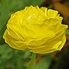 Amazon.com : Ranunculus Bulbs,20 Yellow Butter Cups Deer and Rodent ...
