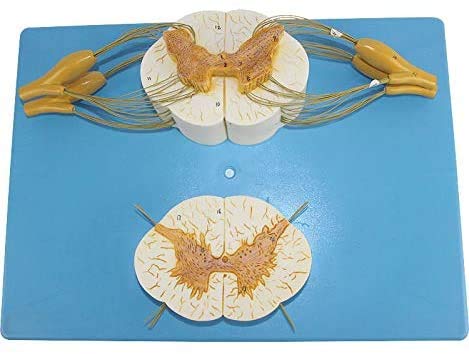 Model Zoomed Spinal Cord Nerves In Magnitude Natural 5x More ...