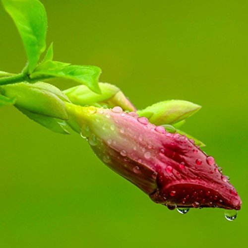 Amazon.com: Kybalion : Eric Amarillo: Digital Music