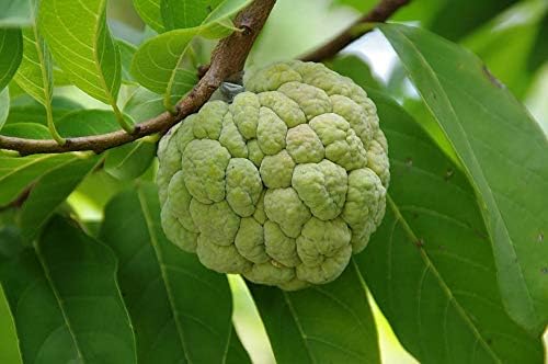 ASPEN® Sitaphal Live Plant/Custard Apple Healthy Live Plant with Safe ...