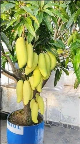 Olivia Plant Nursery Mahachanak Mango Plant-Grafted Rare Variety ...