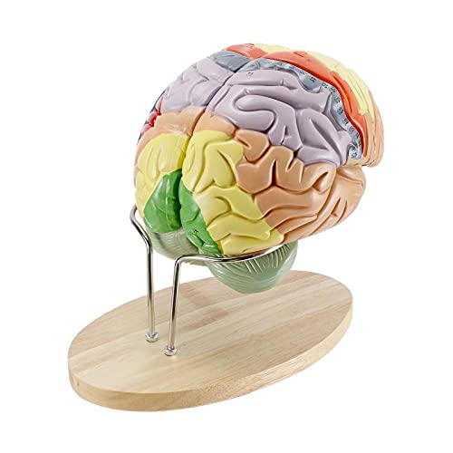 Buy Human Brain Model (Numbered), Human Brain Model with Labels, 2X ...