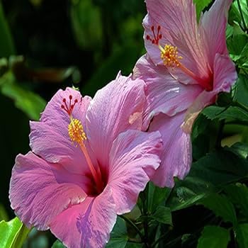 Cloud Farm Rare Chemparathi Plant Exotic Hibiscus 'PINK Color ' 1 ...