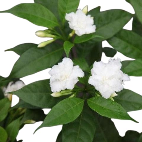 TENDER LEAVES Full-Sun Exposure - Tagar Plant,hybrid Double Petal ...