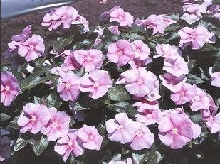 Amazon.com : Vinca Victory Light Pink 500 Seeds : Patio, Lawn & Garden