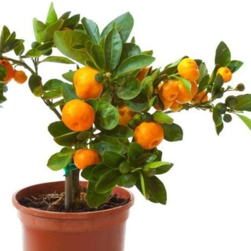 Royal Gardens Live Orange Fruit Plant Narangi, Plant, Citrus Sinensis ...