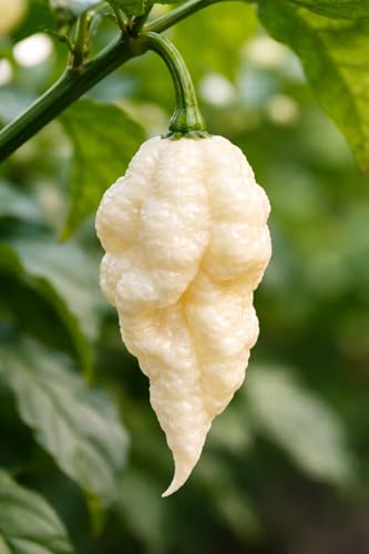 Best White Ghost Pepper Seeds for Fiery Garden Enthusiasts – The Yogic ...