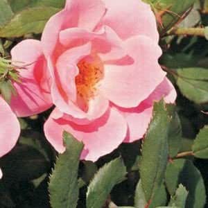 Amazon.com : Blushing Knock Out Rose - #2 container : Flowering Plants ...