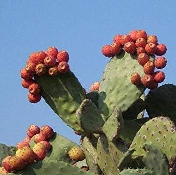 Amazon.com : Nopal RED Fruit Nopalina Nopalea Exotic Edible Cactus ...