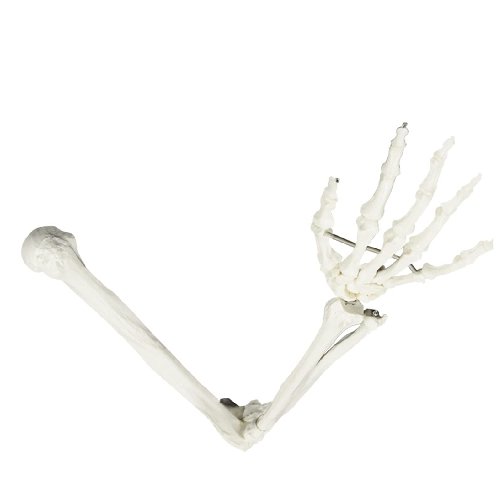 Buy Amhuui Human Arm Skeleton Model, Upper Arm Skeleton Model, Life ...