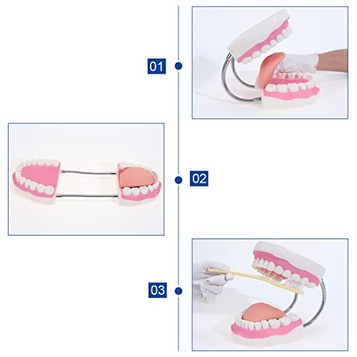 Snapklik.com : TOD Science Dental Teeth Model, Sixfold Size Teeth Model ...