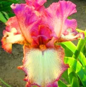 Amazon.com : Raspberry Snow, Bearded Iris Root, Rhizome, Bulb, Plant ...