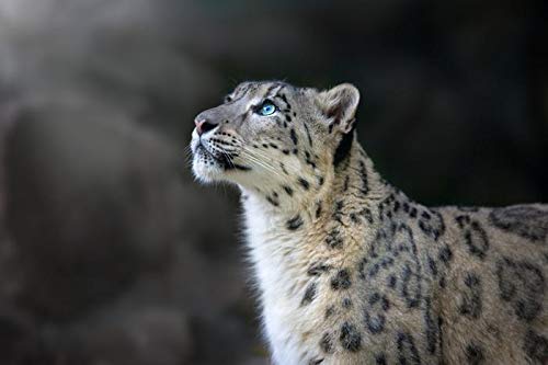 Snow Leopard Digital Art