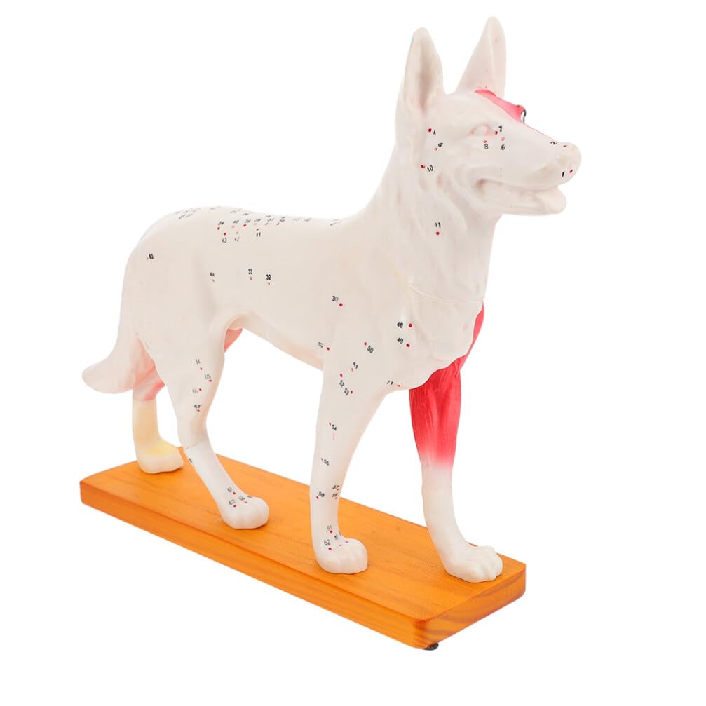 Amazon.com: 4D Vision Dog Anatomy Model, Dog Model Anatomy Teaching ...