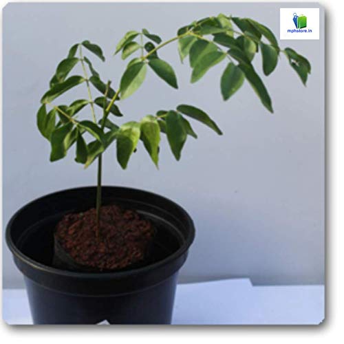Mphmi Nurseryplant Sagargota - Plant : Amazon.in: Garden & Outdoors