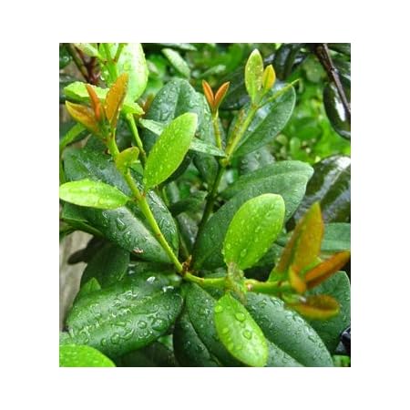 Creative Farmer House Plant Sarva Sughandhi Kebab Chini - Pimenta ...