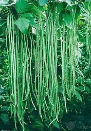 Fern Gardens Organic Rare Cowpea"Lola" Vegetable Seeds Pack from an ...