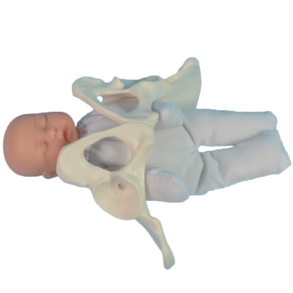 Buy Female Pelvis Childbirth Model - Life Size Childbirth Demonstration ...