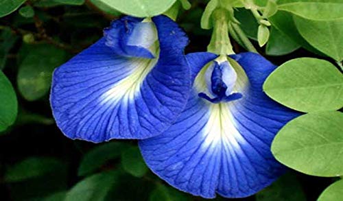 Plants Point Beautiful Shankhpushpi Live Plant with Pot : Amazon.in ...