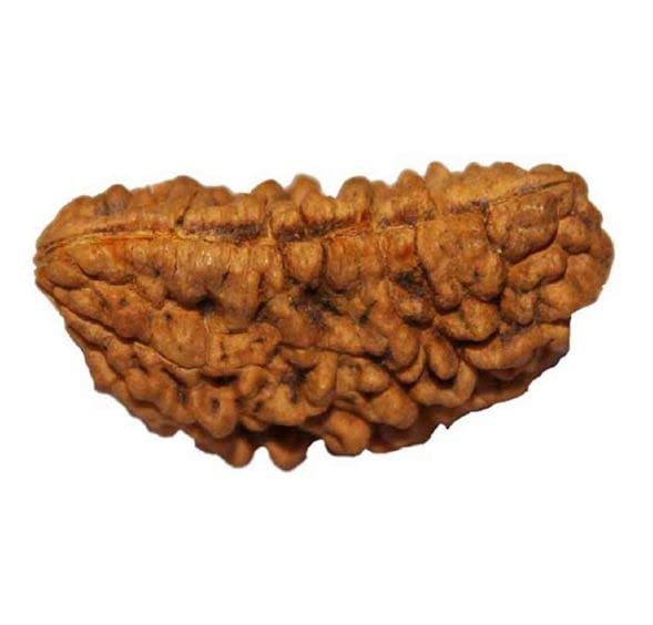 UrusGems Ekamukhi Rudraksha Original Kaju Dana Nepal Bead 1 Mukhi ...