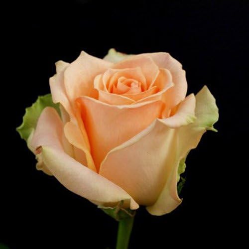 Amazon.com : 50 Peach Roses - Versilia Variety - XXL Blooms : Grocery ...