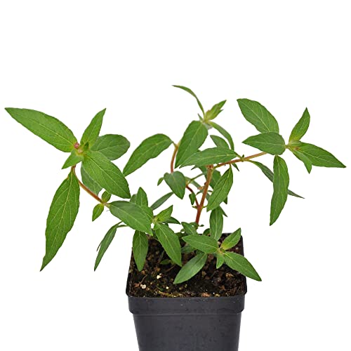 Cuphea plant - How to grow & care