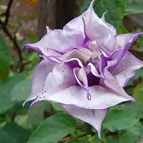 ReliaShield Kala Dhatura Live Plant : Amazon.in: Garden & Outdoors