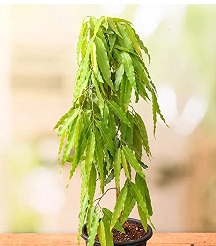 Ashoka Tree, Pendula Ashok - Plant : Amazon.in: Garden & Outdoors