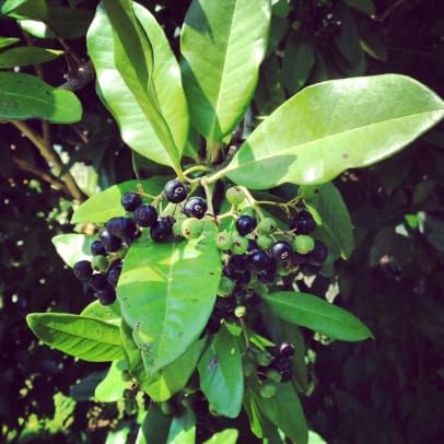 GOLDEN BLOOM Rare Medicinal All spice Plant Jamaica pepper, myrtle ...