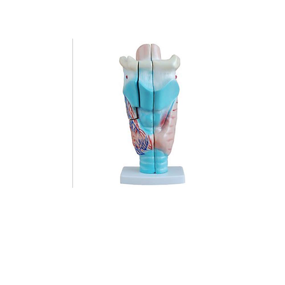 Buy UIOF Larynx Model Magnified Human Larynx Anatomical Model 3X Human ...