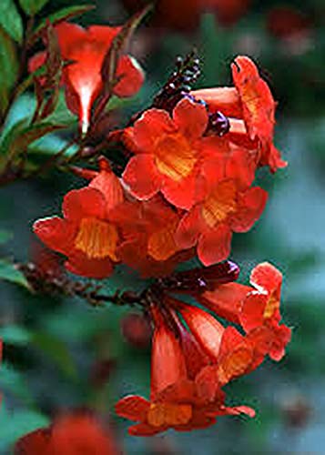 Trothic Gardens " Red Tecoma" Live Flower Plant : Amazon.in: Garden ...