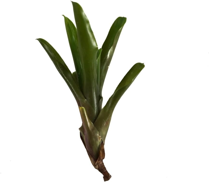 Amazon.com: Josh's Frogs Neoregelia 'Fireball' Bromeliad : Pet Supplies