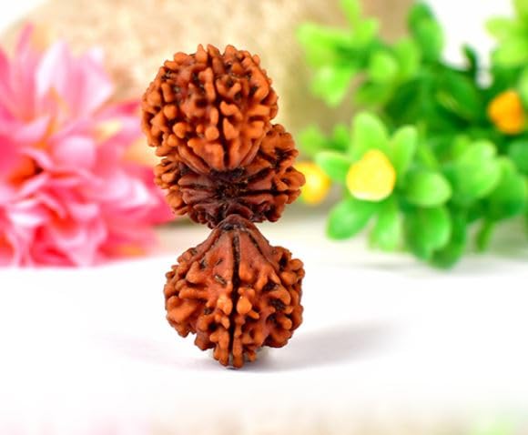 Rare Gems Gallery Rare Nepali Trijuti Rudraksha त्रिजुटी रुद्राक्ष ...
