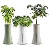 Botanium Indoor Hydroponic Herb and Plant Growing System, Ash Grey ...