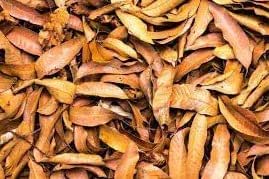 Saara HERBAL FRESH Dried Mango Leaves, 350g| Aam Patti Sukhi | Mango ...