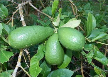 Modern Plants Live Assam Lemon/Nimbu/Nimboo Fruit Plant With Pot ...