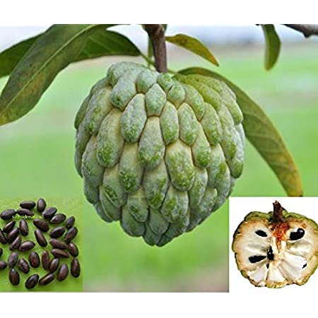 Eroanvia Live Custard Apple Fruit Plant Healthy Hybrid Live Plant For ...