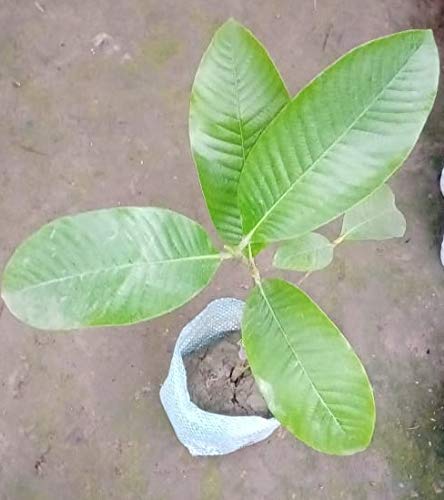 UGANIO PLANT Hing" Kayam/Asafoetida Spice and Trusted Medicinal Herb (Ferula Assafoetida) 1 Live ...