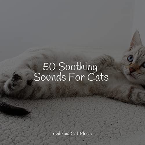 50 Soothing Sounds For Cats : Jazz Music Therapy for Cats, Music for ...