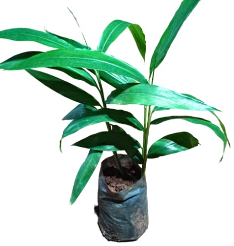 Zooqa- Chitharathai Live Herbal Plant pot not included : Amazon.in ...