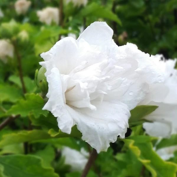 White Double Hibiscus (Gudhal) Live Plant - Beautiful Blooms and Easy ...