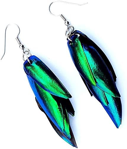 Amazon.com: Real Beetle Wing Earrings Jewel Beetle Bug Insect Wings ...