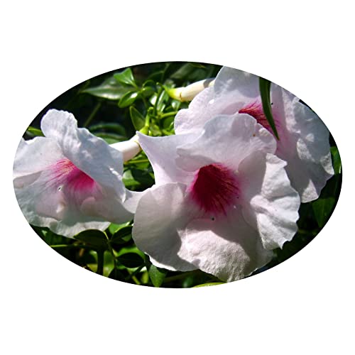 Pandorea jasminoides - How to grow & care